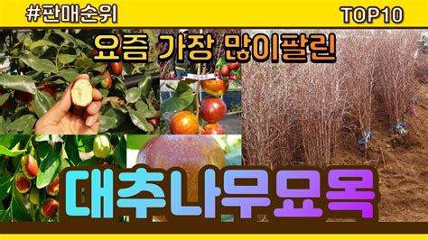 대추나무묘목 추천 판매순위 Top10 가격 평점 후기 비교 Youtube