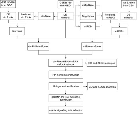 Identification Of Circrnamirnamrna Regulatory Network And Crucial