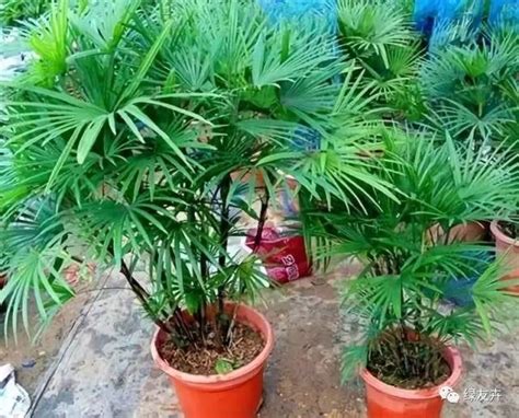 罗汉竹摆放风水 橡皮树摆放风水 罗汉竹水养 大山谷图库