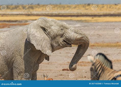 Zebra Elefante E Antilopi Nell Habitat Naturale Del Parco Nazionale
