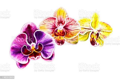 ดอกกล้วยไม้สีสันสดใสสามดอกที่สวยงาม ภาพวาดสีน้ํา พืชที่แปลกใหม่ พิมพ์