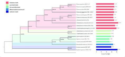 phylogenomic tree based on the concatenated alignment of genomes of
