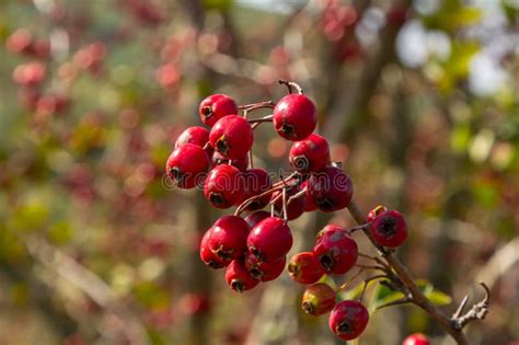 Clusters Of Red Fruits Crataegus Coccinata Tree Close Up Stock Image