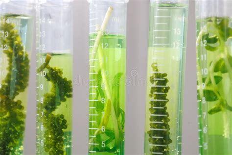 Research And Biotech Science Scientists Are Developing Research On Algae Bio Energy Biofuel