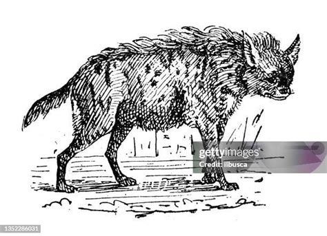 220 Hyena High Res Illustrations Getty Images