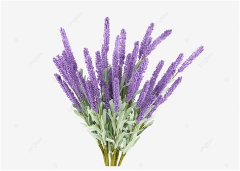Purple Lavender Plant Flowers Photo Purple Lavender Lavender Flowers