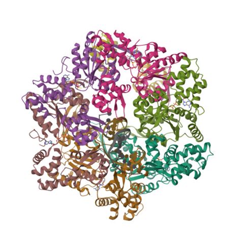 Rcsb Pdb Pbp Ruvab Branch Migration Motor Complexed To The Holliday Junction Ruvb Aaa