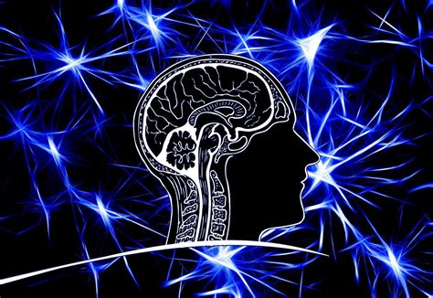 The Tree Of Cortical Cell Types Describes The Diversity Of Neurons In The Brain Neuroscience News