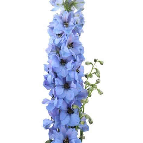 Delphinium Double Dewi Azul 90cm Wholesale Dutch Flowers And Florist