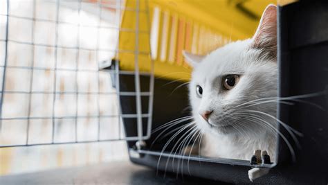 Disaster Preparedness Includes Pets Sarasota Veterinary Center