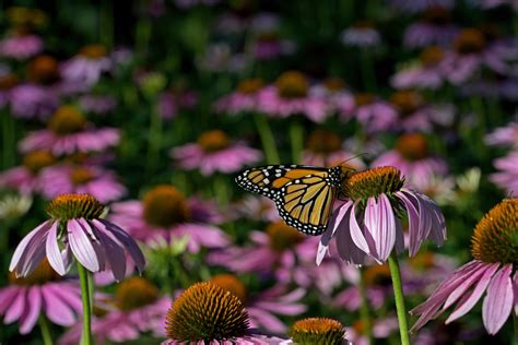 Grow Your Own Homegrown Milkweed For Monarchs Guide Home Grown