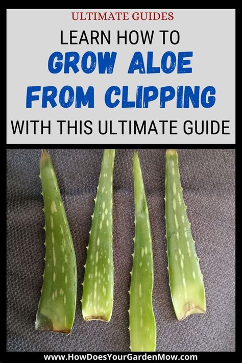 How To Grow Aloe Vera In Water Artofit