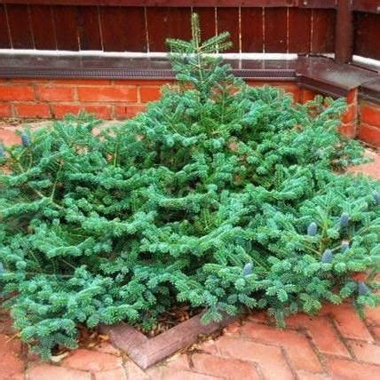 Пихта корейская 'Blue Emperor' - Abies koreana 'Blue Emperor' - «Feel ...