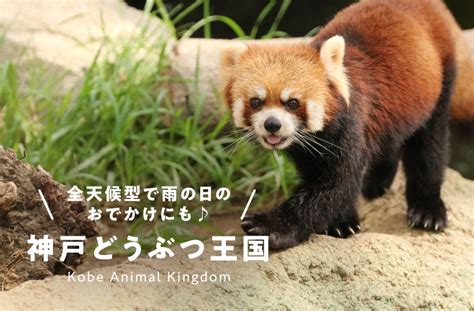 【神戸どうぶつ王国】全天候型で雨の日のおでかけにも アクセス・駐車場・入園料金まで丸わかり！｜兵庫県はりまエリア姫路・加古川などの地域情報