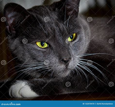 Black Cat With Glowing Green Eyes Close Up Of A Predatory Face Stock