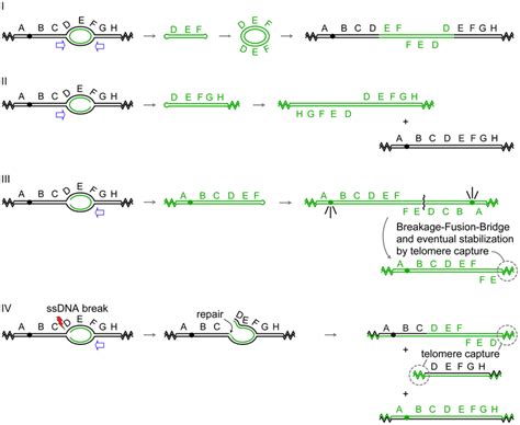 Palindrome Formation And Resolution By ODIRA Generates A Range Of