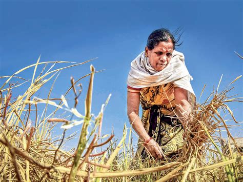 Pulse Production On The Rise In India Govt Nyk Daily