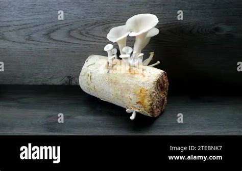 Mycelium Block Stock Videos And Footage Hd And 4k Video Clips Alamy
