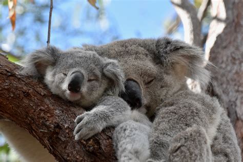 Baby Koalas In Trees
