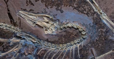 Fossil Suggests Feathered Archaeopteryx Probably Flew Like A Chicken