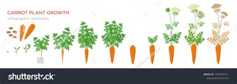 Vektor Stok Carrot Plant Growth Stages Infographic Elements Tanpa