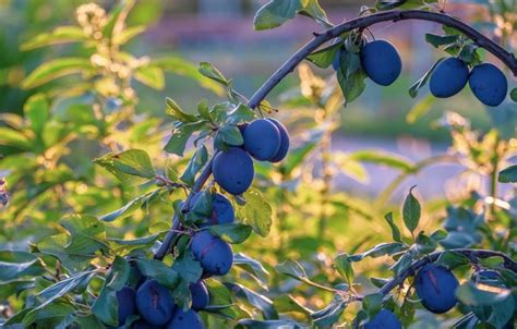 Аби було більше плодів як правильно обрізати сливу навесні Читайте на Ukr Net