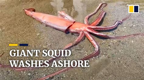 Rare 3 Metre Giant Squid Washes Ashore In Japan Youtube