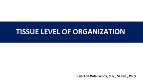 Tissue Level Organization1001590987pdf