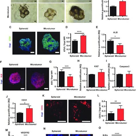 Microcarriers As Supporting Matrices Enhanced Tumor Cell Ecm