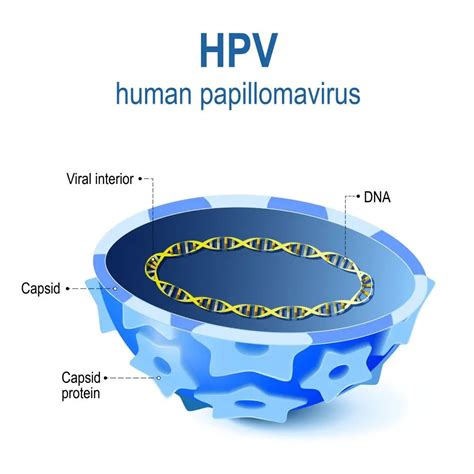 Can You Get Hpv From A Non Infected Person At Joe Knight Blog