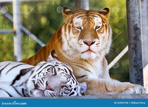 White Royal Bengal Tiger
