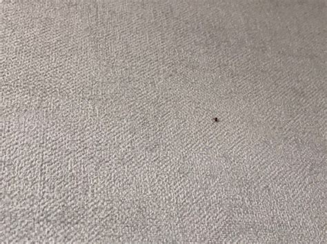 빨간진드기 거미 다카라다니 라는 일본진드기라네요집벌레와의 전쟁 네이버 블로그