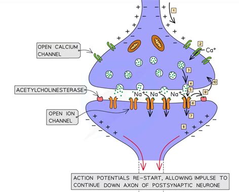 Synaptic Transmission Diagram Quizlet