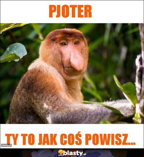 Pjoter memy gify i śmieszne obrazki facebook tapety demotywatory zdjęcia