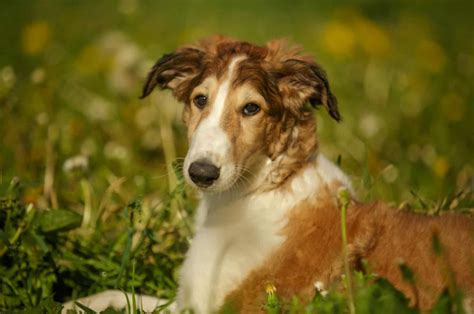 Best Borzoi Breeders In The Us