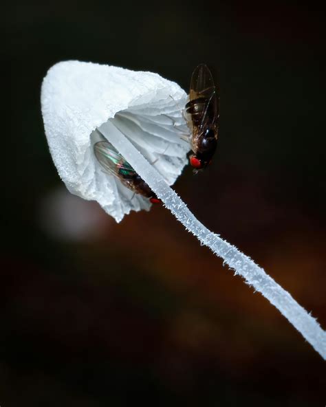 Bugs Ppt Backgrounds Photos Download The Best Free Bugs Ppt