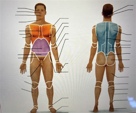 A P Lab Practical 1 Diagram Quizlet