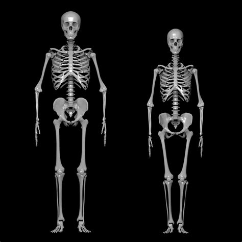 Femur Human Bone Free 3d Model 3ds Obj Sldprt Free3d