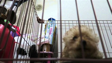 子犬の鳴き声 2（dog Barking） Youtube