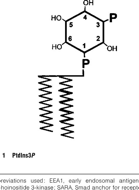 Phosphatidylinositol 3 Phosphate