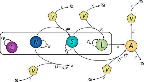 Most Parsimonious Mathematical Model Of Primary Hiv Infection E