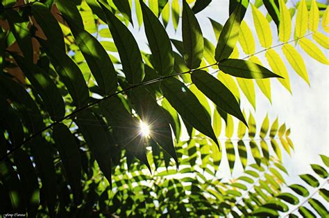 Fondos De Pantalla Cielo Plantas Naturaleza Sol Verde Verde