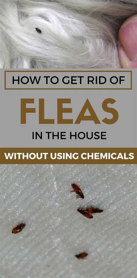 How to Get Rid of Fleas in the House Without Using Chemicals | Home remedies for fleas, Fleas ...
