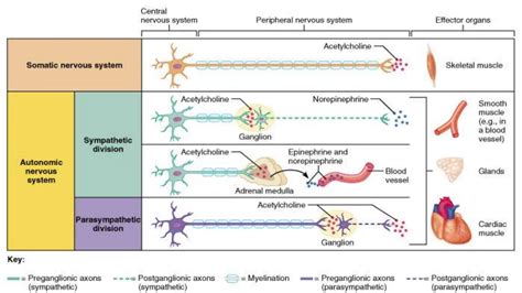 Adrenergic Drugs Autonomic Nervous System Pptx