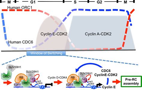 Opposing Roles For Dna Replication Initiator Proteins Orc1 And Cdc6 In