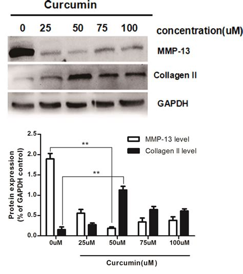 Curcumin Inhibits MMP13 Expression And Upregulates Type II Collagen