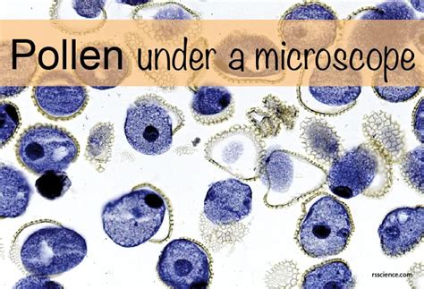 What Is The Role Of Pollen Grains In Flowering Plants Best Flower Site