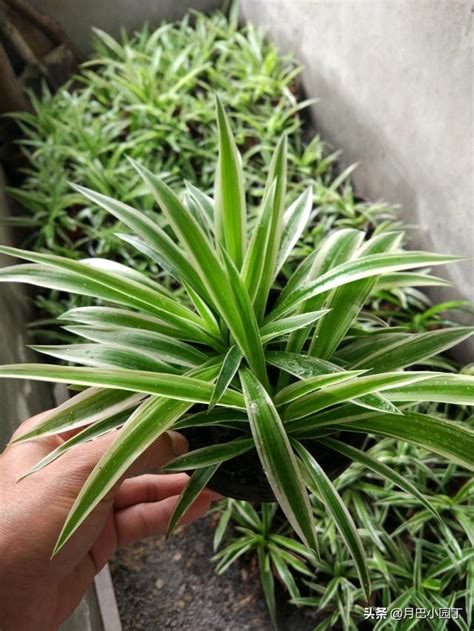 養吊蘭避開3怕不焦尖葉子綠油油蹭蹭抽小吊 每日頭條
