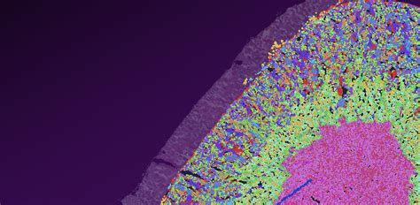 华大时空组学 时空官网 Stereo Seq Stomics