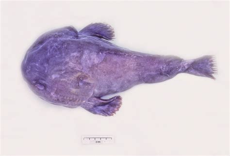 Psychrolutes Marcidus